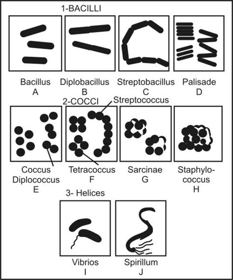 Gram Negative Diplobacilli