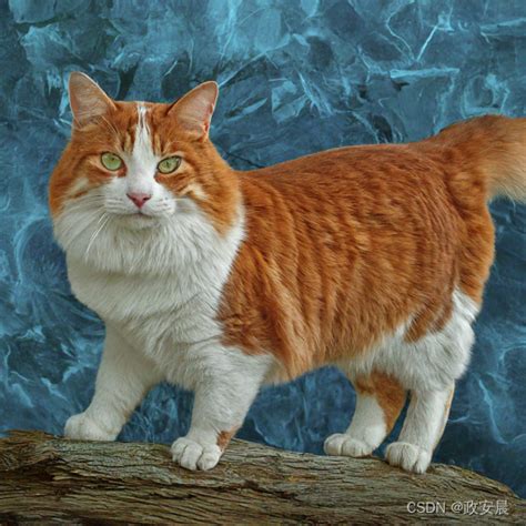 政安晨：【完全零基础】认知人工智能（三）【超级简单】的【机器学习神经网络】—— 三层神经网络示例 Csdn博客