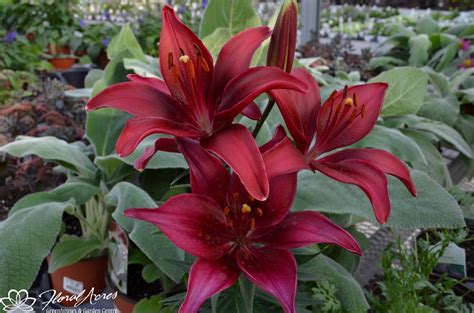Lilium Asiatic Pot Lily Tiny Parrot Floral Acres