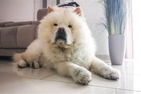 Csau Csau A Nagy Bundás Kutya