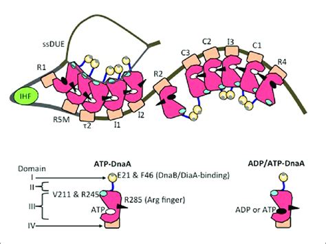 Model Of An Unwound State Of The Initiation Complex DnaA Domains I