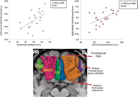Orbital Frontal Cortex Subregions Of The Lateral Orbital Gyrus Log Download Scientific