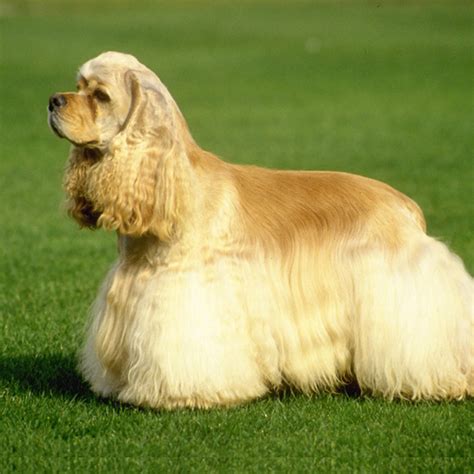 American Cocker Spaniel Breed Guide Learn About The American Cocker Spaniel