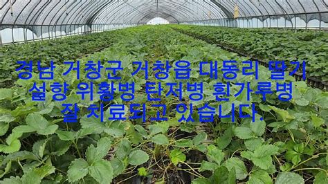 경남거창거창대동 230718화 설향 탄저병조루관주 딸기탄저병방제 딸기탄저병치료 어디에나미생단특허농자재 거창읍1호농가 가조농약종묘사메뉴얼 0107258