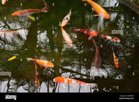 Majestic Japanese Koi Fish Swimming In Pond At Greenhouse Japanese