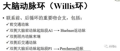 Willis环 A1段 ：大脑前动脉从颈动脉分叉发出，至前交通动脉发出豆纹动脉内侧支。 A2段 ：大脑前动脉的一部分，位于前交通动脉远端
