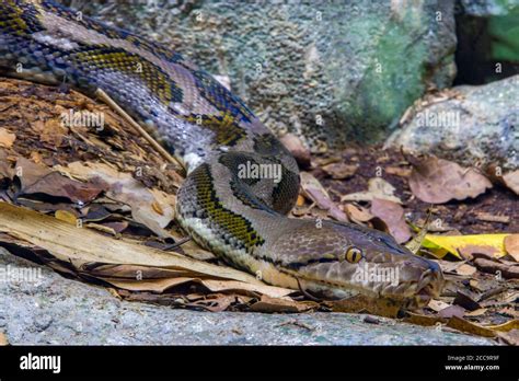 Le Python Réticulé Malayopython Reticulatus Est Une Espèce De Serpent De La Famille Des