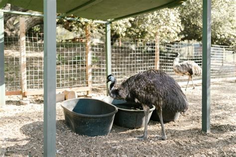 Emu Farming An In Depth Guide On Raising Emus