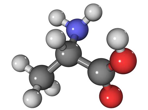 Alanine Amino Acid Molecule Photograph By Laguna Design Pixels