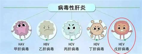 上海每年发病率最高的急性病毒性肝炎预防病从口入这些一定要做到 接种 人群 疫苗