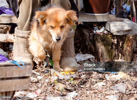 길 잃은 개와 쓰레기통에 소유자 길 잃은 강아지와 쓰레기에 앉아있는 소유자의 근접 촬영 개에 대한 스톡 사진 및 기타 이미지 개 거리 거지 Istock