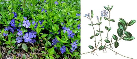 Барвинок малый, трава 100 грамм - (Herba Vinca minor), цена 28 грн ...