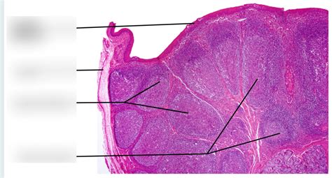 Lab Quiz 4 Thymus Histology Diagram Quizlet