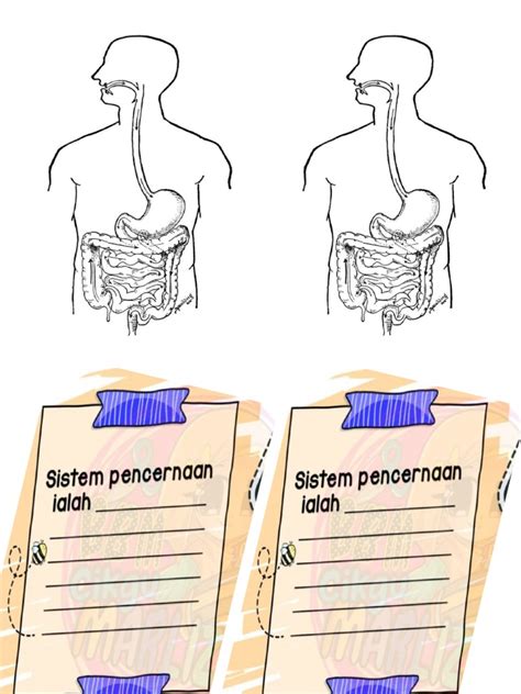 Sains Tahun 3 Label Pencernaan Manusia Pdf