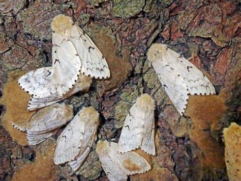 Lymantria Dispar Monaco Nature Encyclopedia