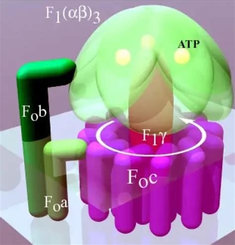 Difference Between V Type And F Type Atpase Relationship Between