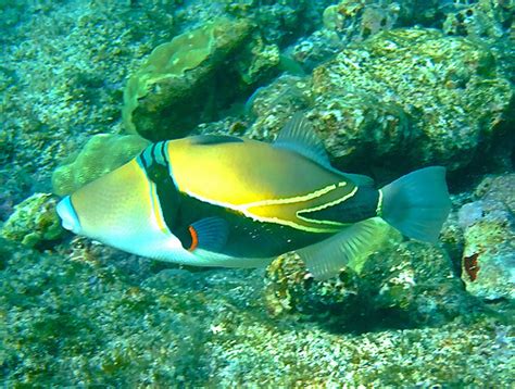 Hawaiian Reef Fish Species
