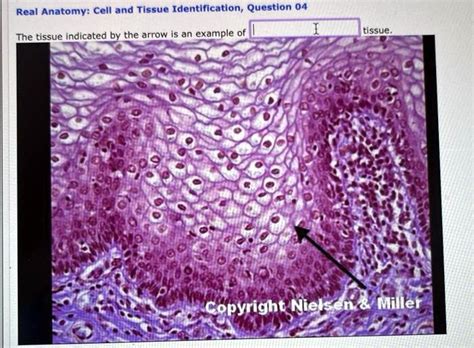 Solved Real Anatomy Cell And Tissue Identification Question 04 The