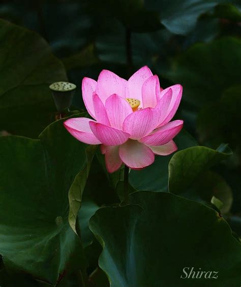 Superb Rose Flowers Plants Photography Positive Quotes Pink