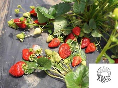 14 Best Strawberry Picking Farms Near San Diego 2024