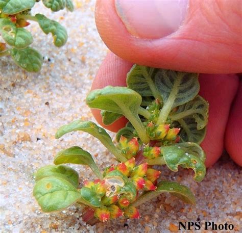Resource Brief Seabeach Amaranth Assateague Island National Seashore Us National Park