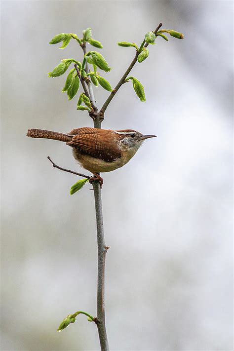 Carolina Wren Photograph By Dale Kincaid Fine Art America