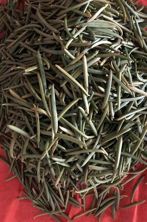 Vanilla Curing Vanilla Indonesia