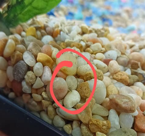 Malaysian Trumpet Snails Raquariums