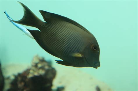 水族館魚図鑑 ニザダイ科 Acanthuridae 動物園 水族館に行こう