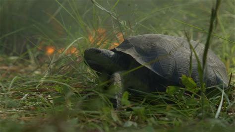 Gopher Tortoises Burrowing To Escape Forest Fires Pbs Learningmedia