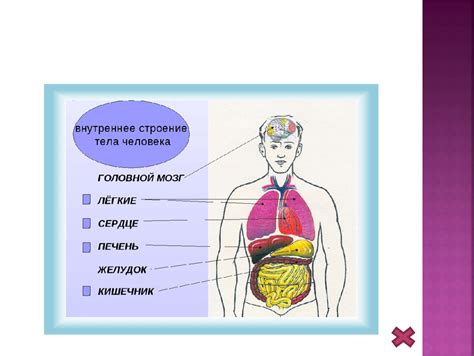Проект строение человека 2 класс 83 фото