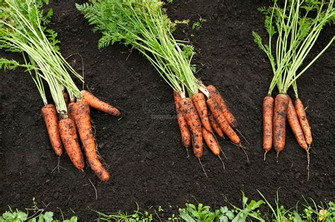 Carrots In The Field Picture And Hd Photos Free Download On Lovepik