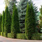 Ejemplos de hoja caduca o perenne para tu jardín ideal