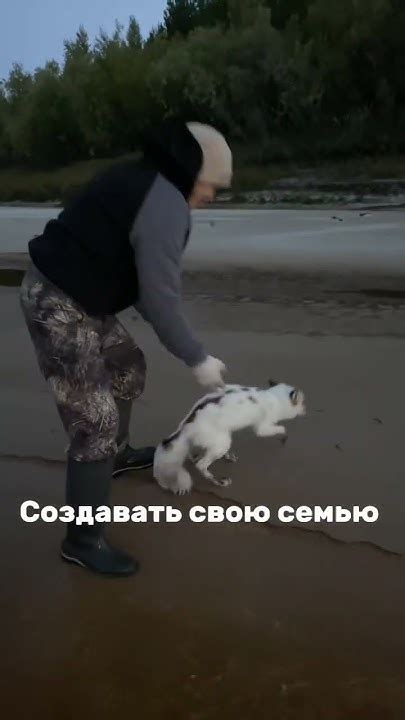 Белый лис 🦊 Youtube