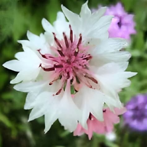 Bachelor Button Flower Seeds Usa Seed Village