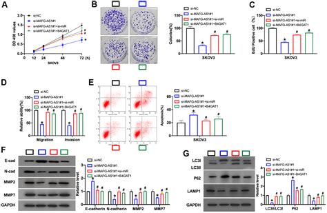 Silencing Of Long Noncoding RNA MAFG AS1 Prevents Autophagy And