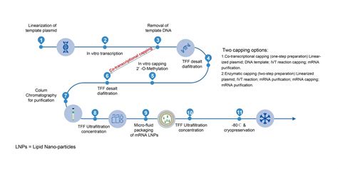 Gmp Mrna Lnp Ubrigene