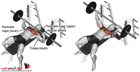 بنج بريس مستوي لزيادة حجم عضلة الصدر Chest Workouts Chest Muscles Muscle Building Workouts