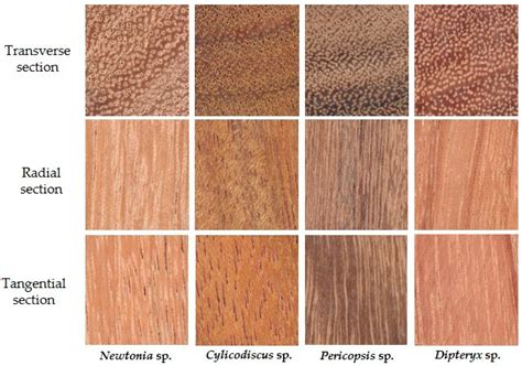 How To Identify Wood Species At Frank Duke Blog