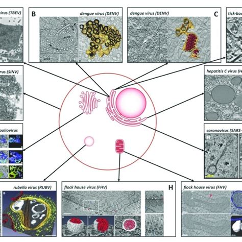 Structure And Origin Of Animal Positive Strand Rna Virus Replication