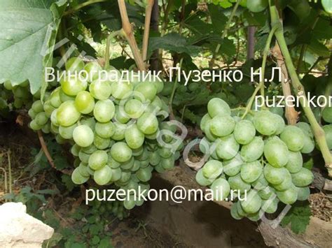 Описание сорта винограда: Подарок Запорожью