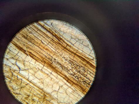 Aglaophyton Major Vascular Tissue Phloem Surrounding Xylem Members
