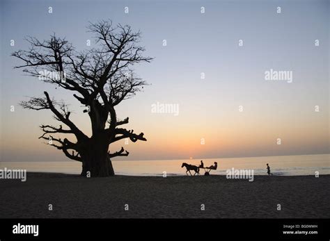 Baobab Baum Sine Saloum Delta Senegal Westafrika Afrika
