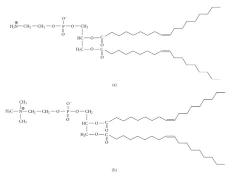 The Structures Of Two Neutral Lipids A Dope B Dopc Download
