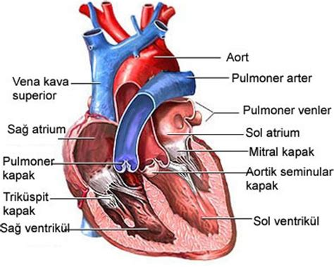 İnsan Anatomisi ve Fizyolojisi Sistemler Bilim Ve Tekno