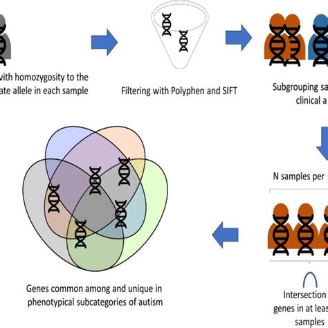 Pipeline For The Identification Of Genes Which Characterize The Iq