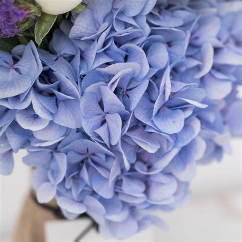 Blue Gardenia The Flora
