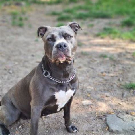 Naiya Chien American Staffordshire Terrier à Ladoption Sannois