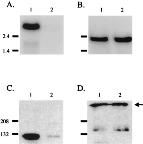 Slot Blot Hybridization Of M Catarrhalis Rna Portions 2 And 10 ␮ G