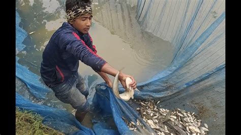 Amazing Boal Fish Catching Patan Fish Hunting Unique Fishing